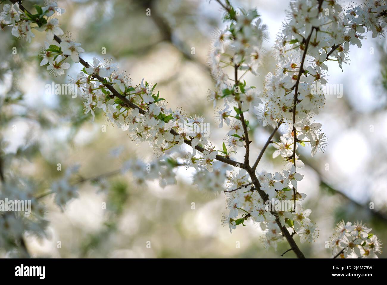 Twigs of cherry tree with white blossoming flowers in early spring ...