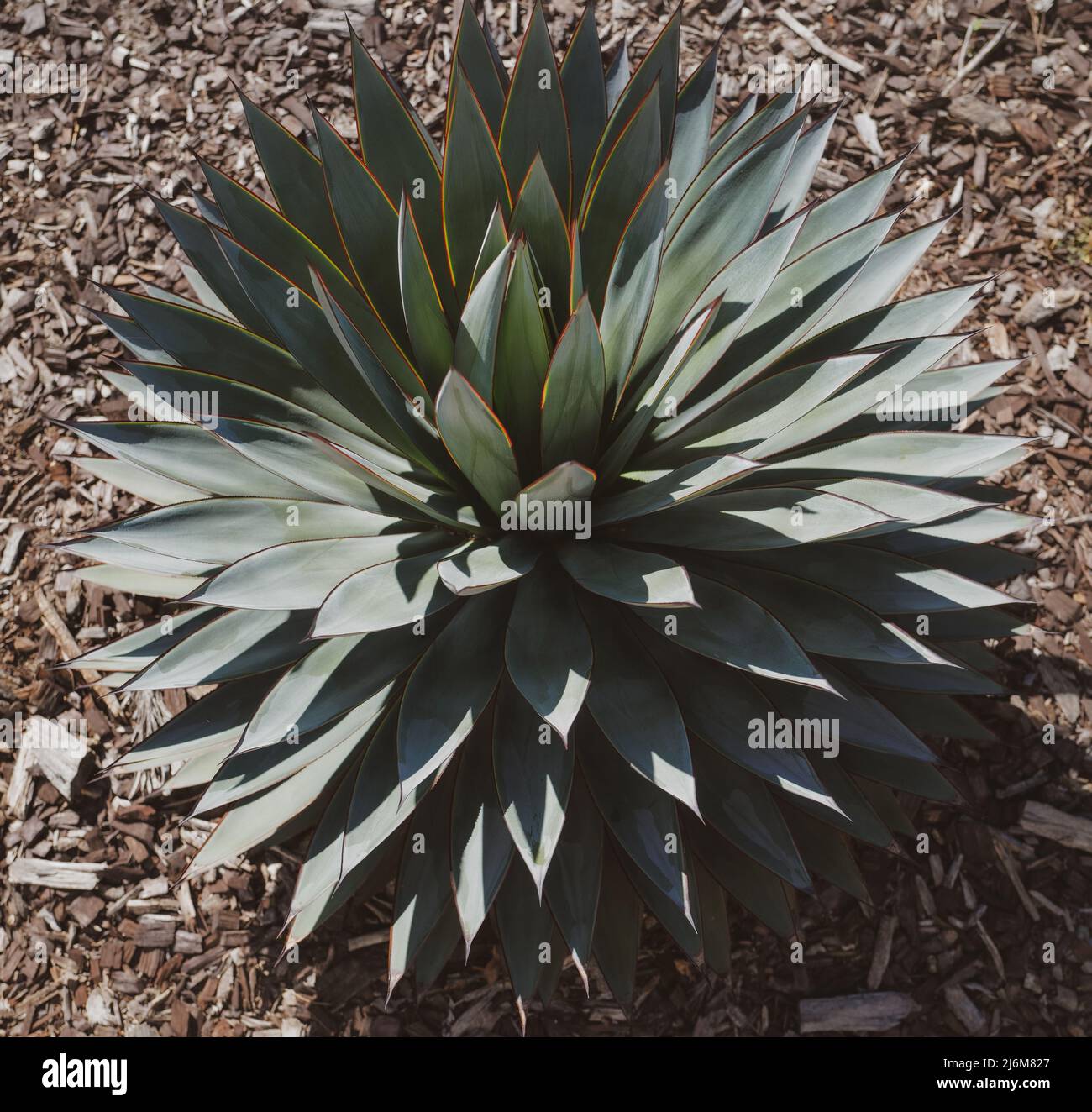 Agave green. Cactus backdround, cacti design or cactaceae pattern Stock ...