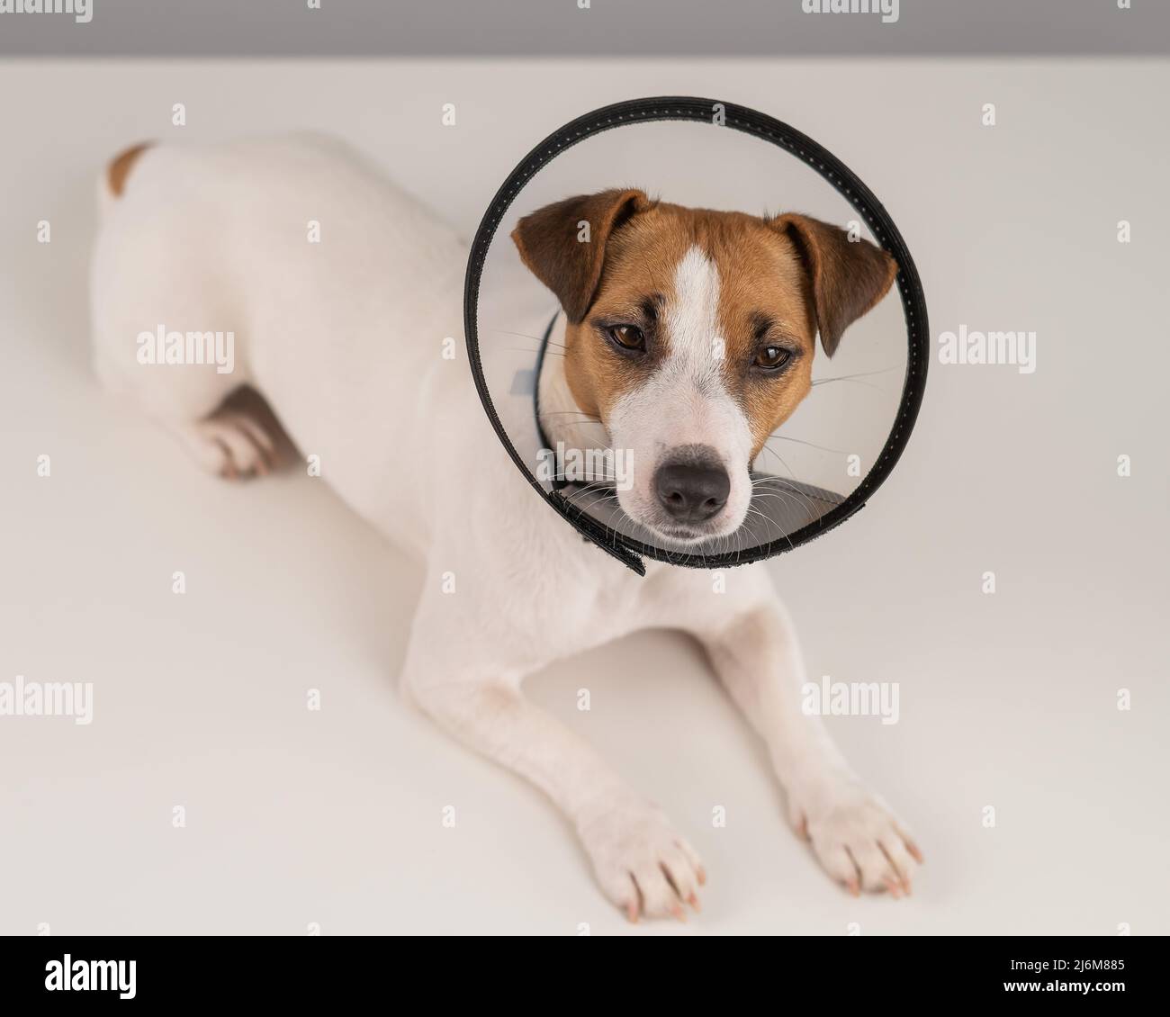 Jack Russell Terrier dog in plastic cone after surgery Stock Photo - Alamy