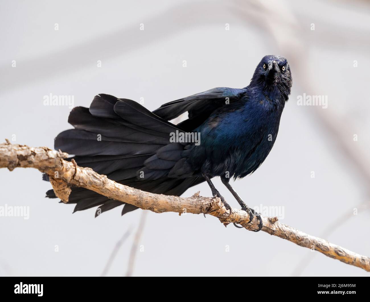 A Great-Tailed Grackle with wet feathers and a fanned out tail looking ...