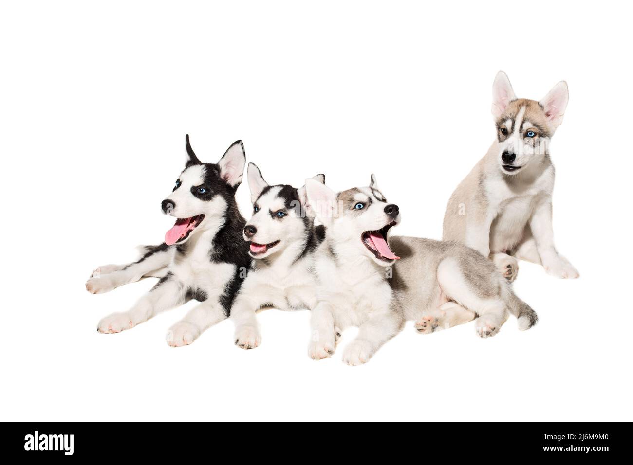 Group of puppies breed the Huskies isolated on white background Stock ...