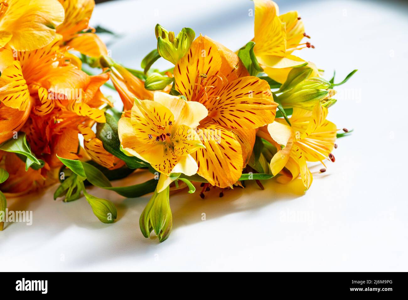 Inca lily hi-res stock photography and images - Alamy