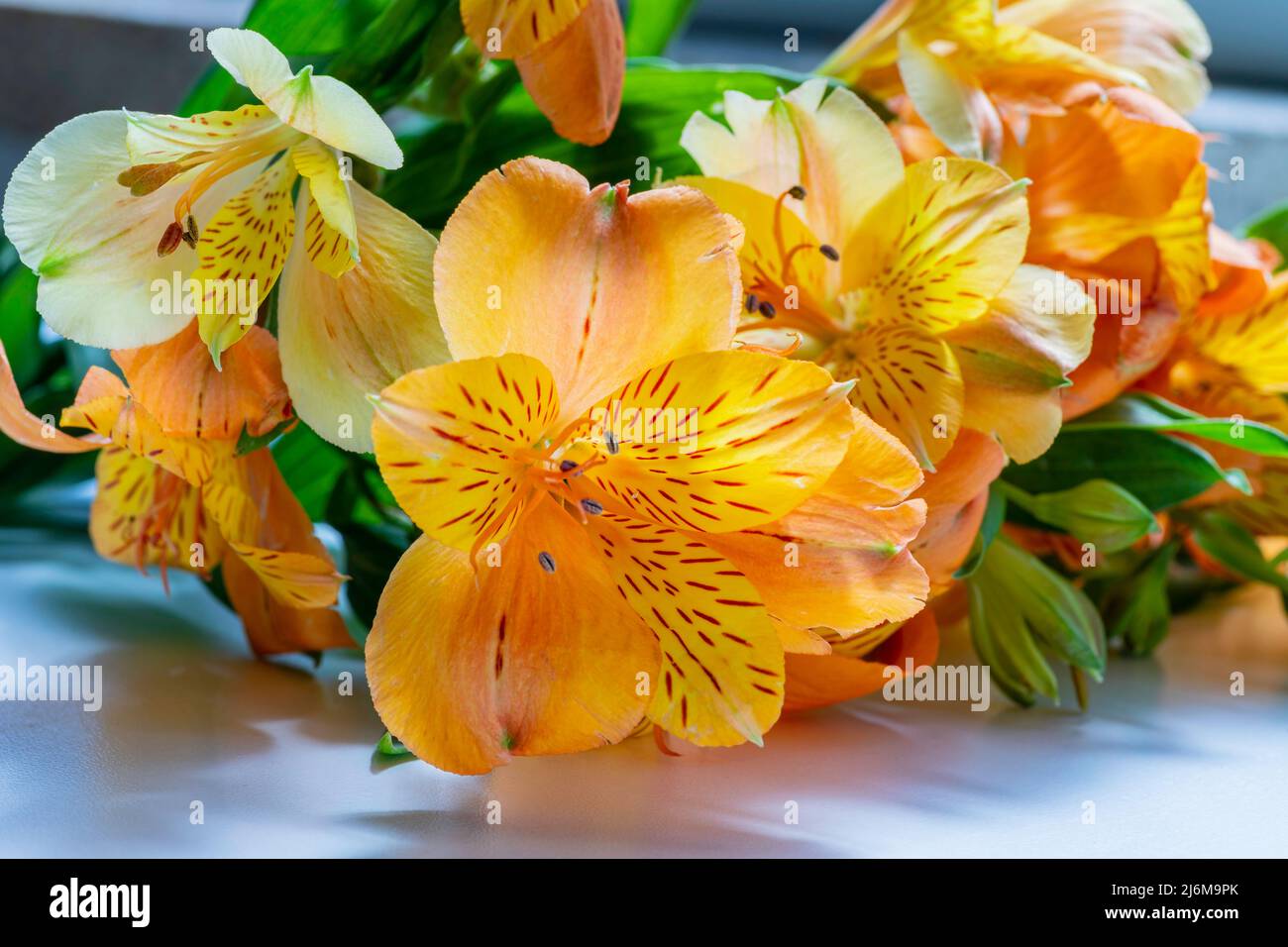 Inca lily hi-res stock photography and images - Alamy