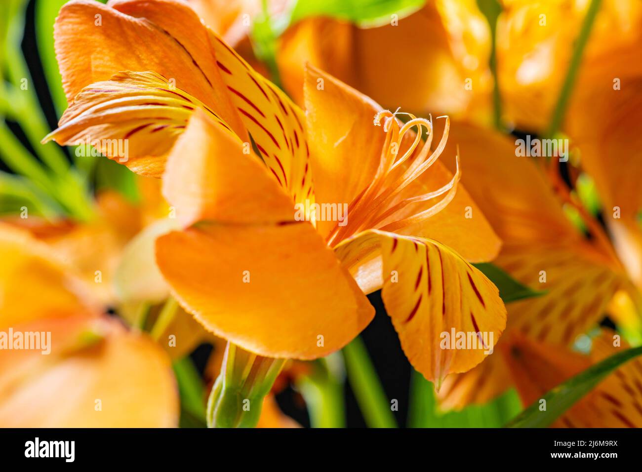 Inca lily hi-res stock photography and images - Alamy