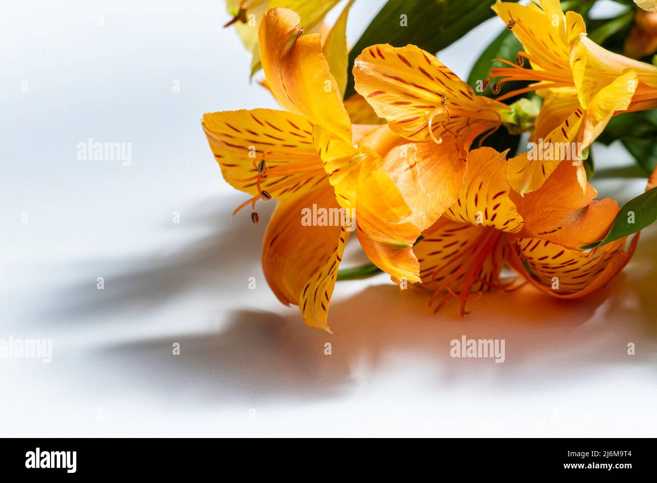 View of yellow flowers Lily of the Incas close up Stock Photo - Alamy