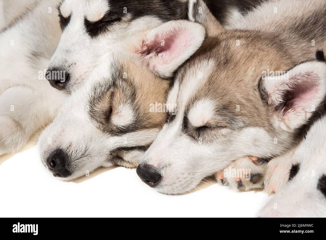group of happy siberian husky puppies on white Stock Photo - Alamy
