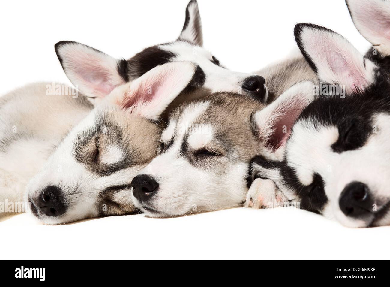 Siberian husky litter hi-res stock photography and images - Alamy