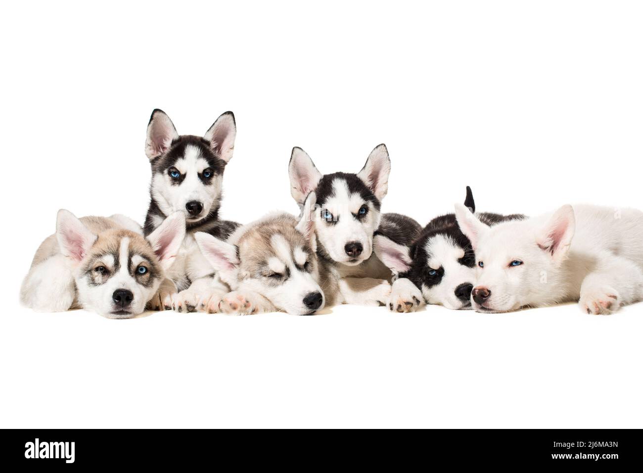 Siberian husky litter hi-res stock photography and images - Alamy