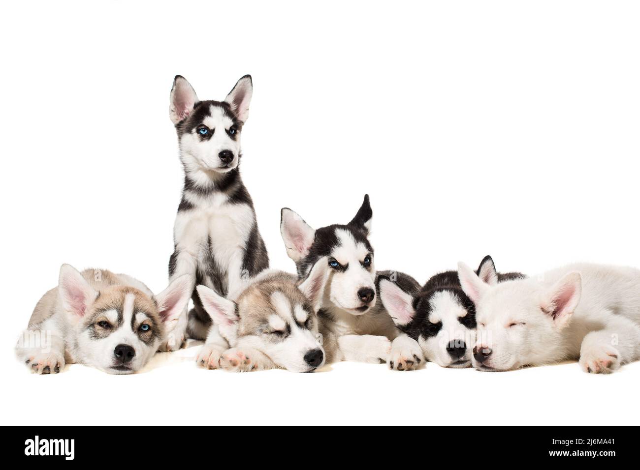 Siberian husky litter hi-res stock photography and images - Alamy