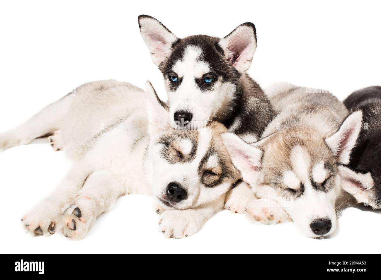 Group of puppies breed the Huskies isolated on white background Stock ...