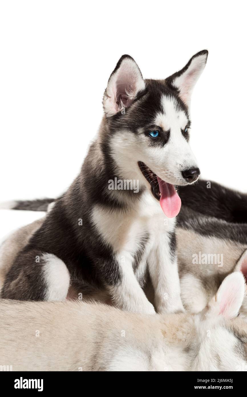 group of happy siberian husky puppies on white Stock Photo - Alamy