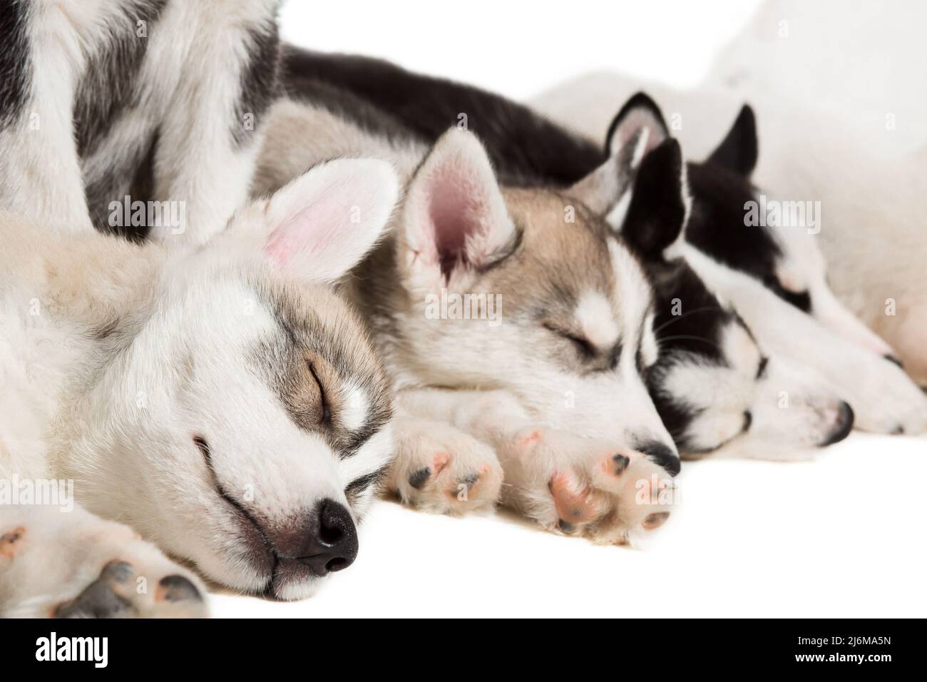 group of happy siberian husky puppies on white Stock Photo - Alamy