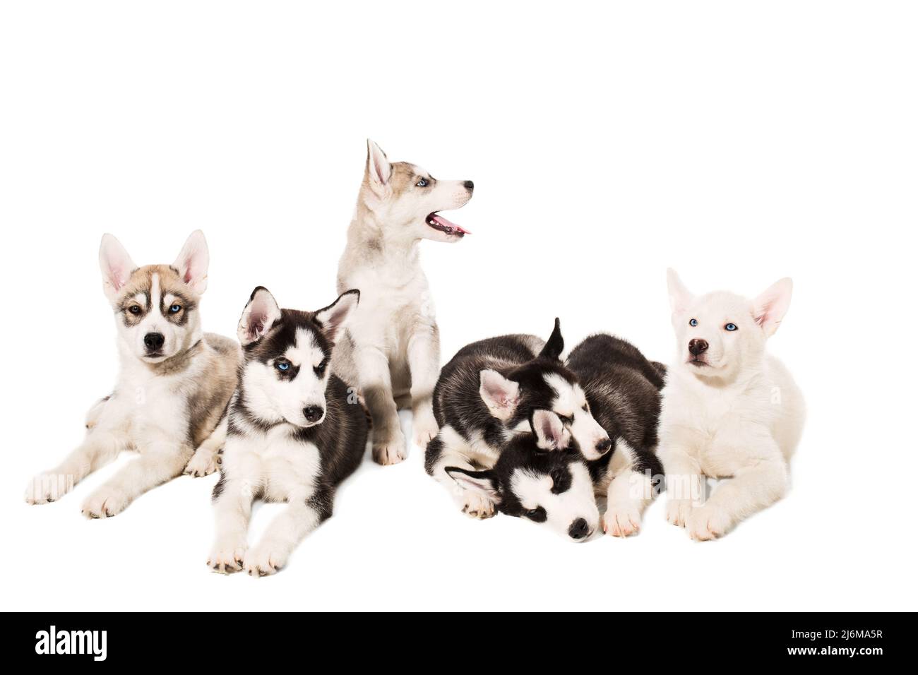 Group of puppies breed the Huskies isolated on white background Stock ...