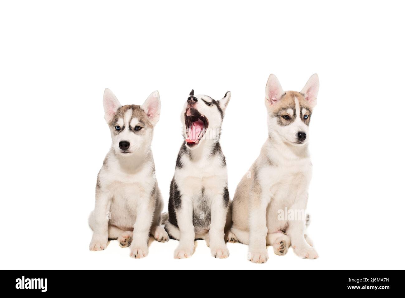 Group of puppies breed the Huskies isolated on white background Stock ...