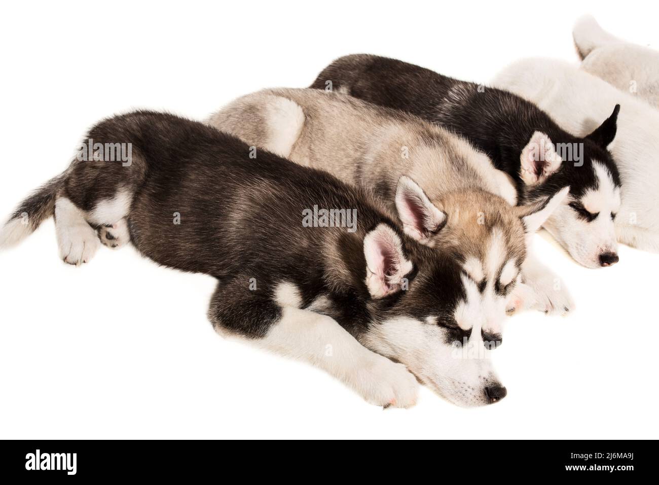 Group of puppies breed the Huskies isolated on white background Stock ...
