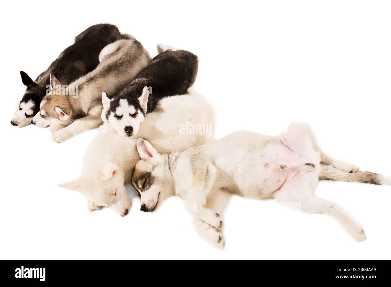 Group of puppies breed the Huskies isolated on white background Stock ...