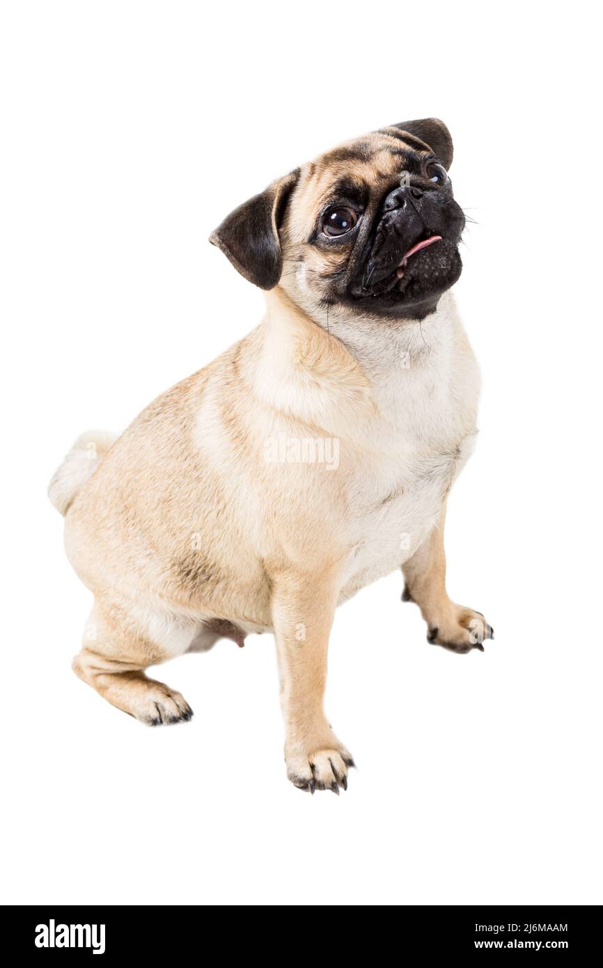 Pug dog isolated on white background Stock Photo - Alamy