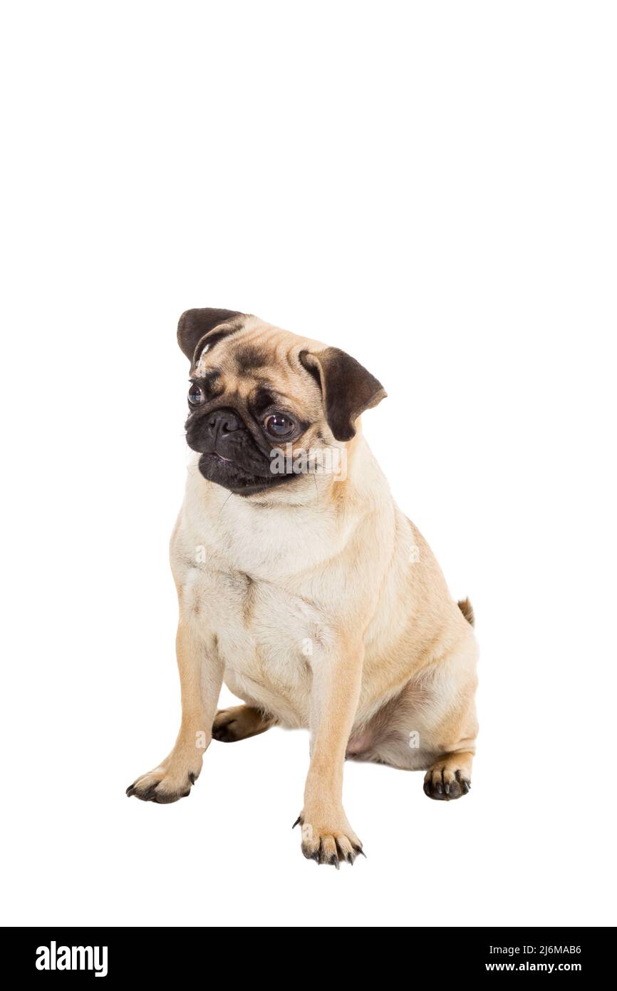 Pug dog isolated on white background Stock Photo - Alamy