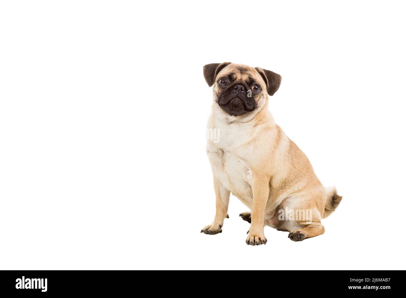 Pug dog isolated on white background Stock Photo - Alamy