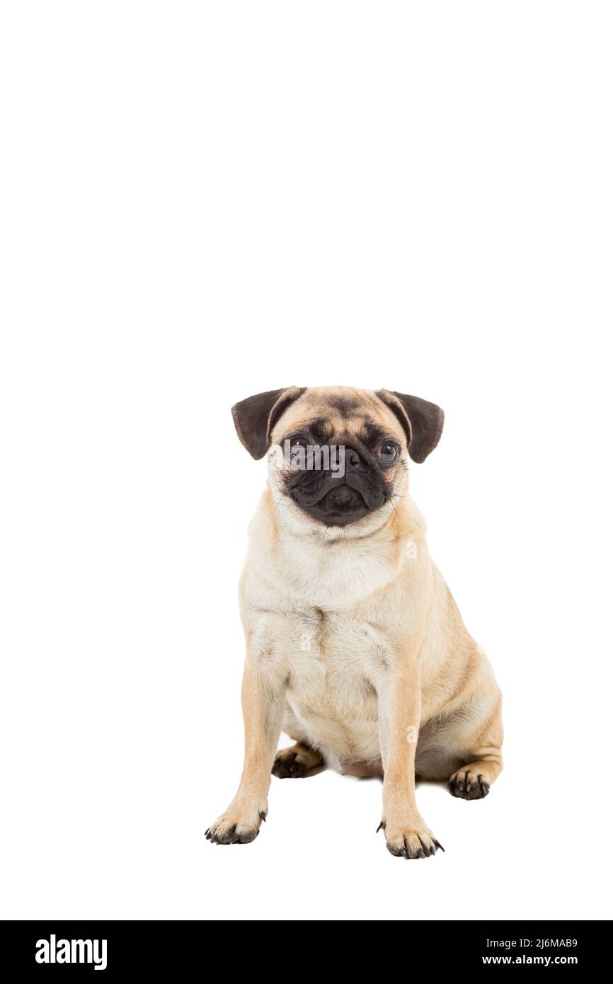 Pug dog isolated on white background Stock Photo - Alamy