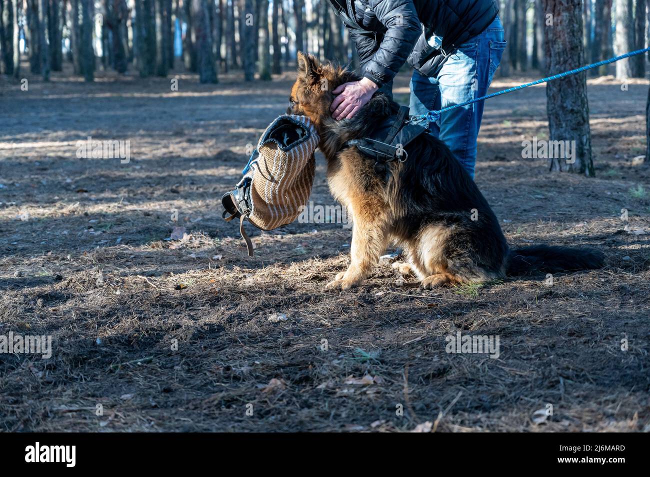 A German Shepherd sits and holds his bite sleeve in his mouth. An adult ...