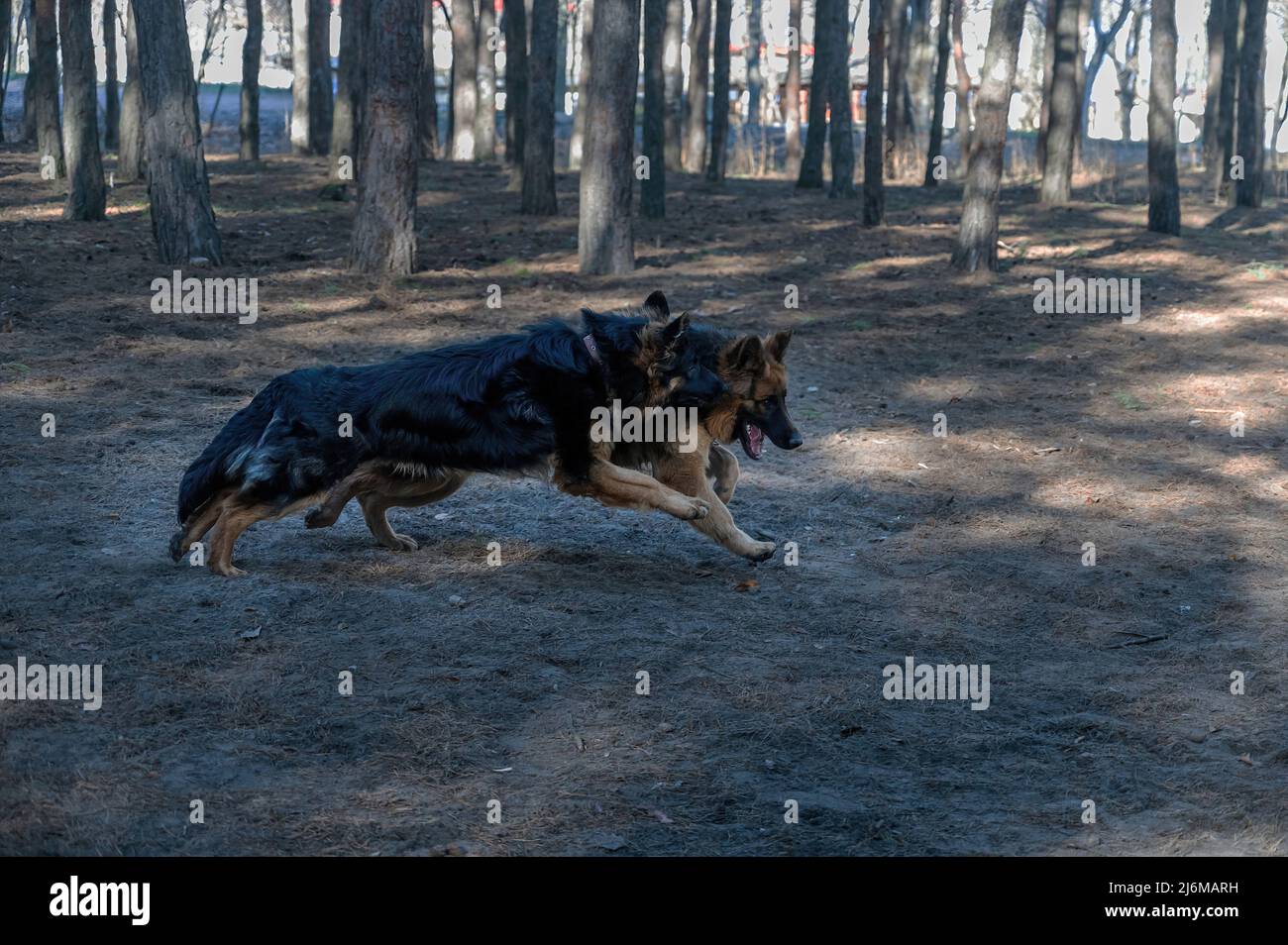 Two young dogs frolic in a pine forest. A male and a female German ...