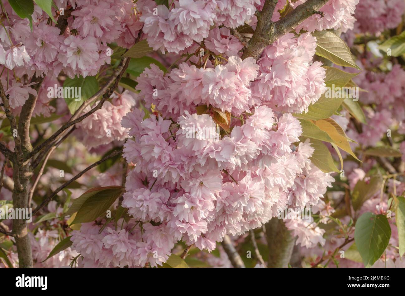 beautiful japanese cherry blossoms blossom on a tree Stock Photo - Alamy