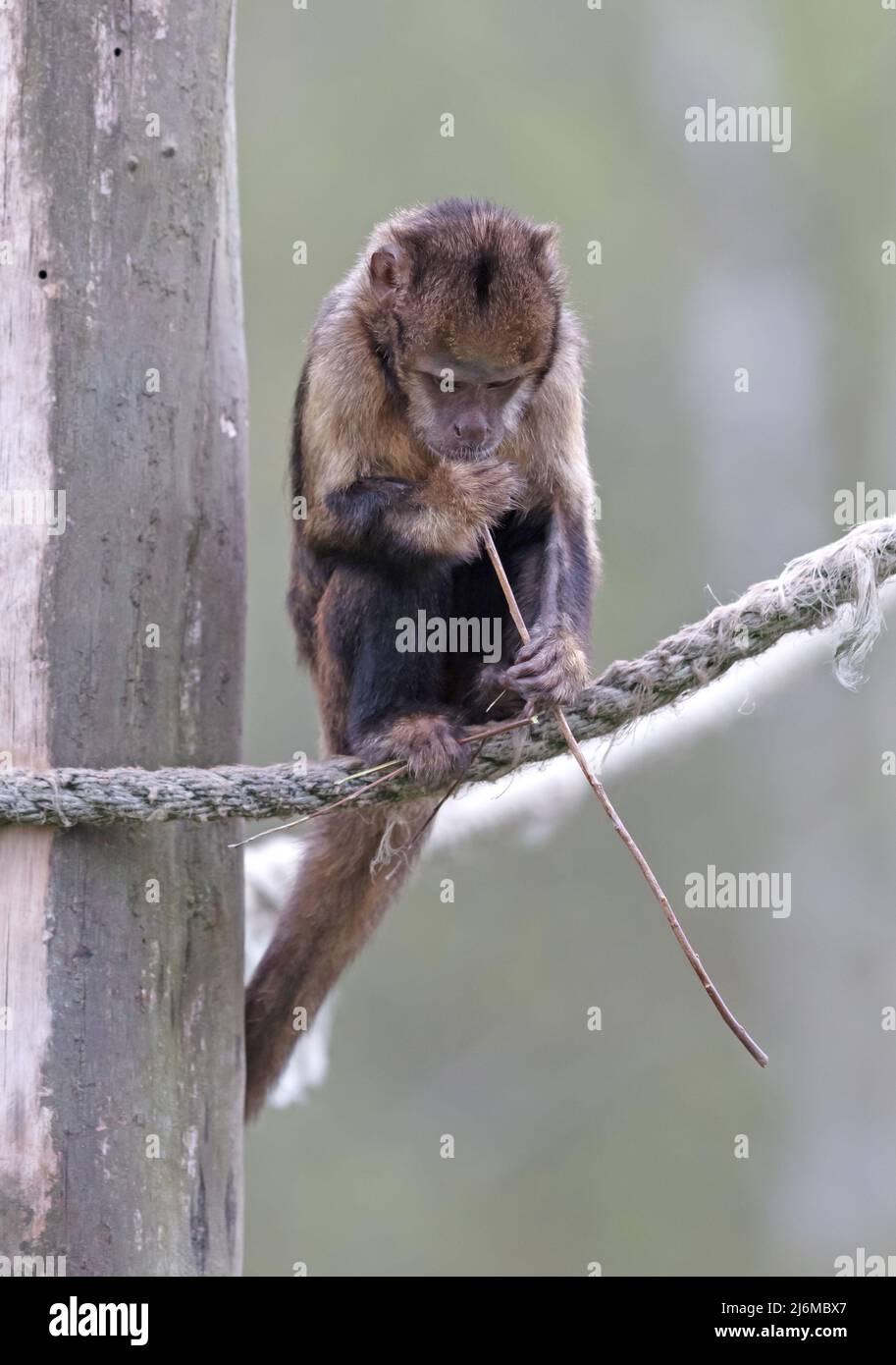 Golden bellid capuchin (Sapajus xanthosternos) eating a small stick ...
