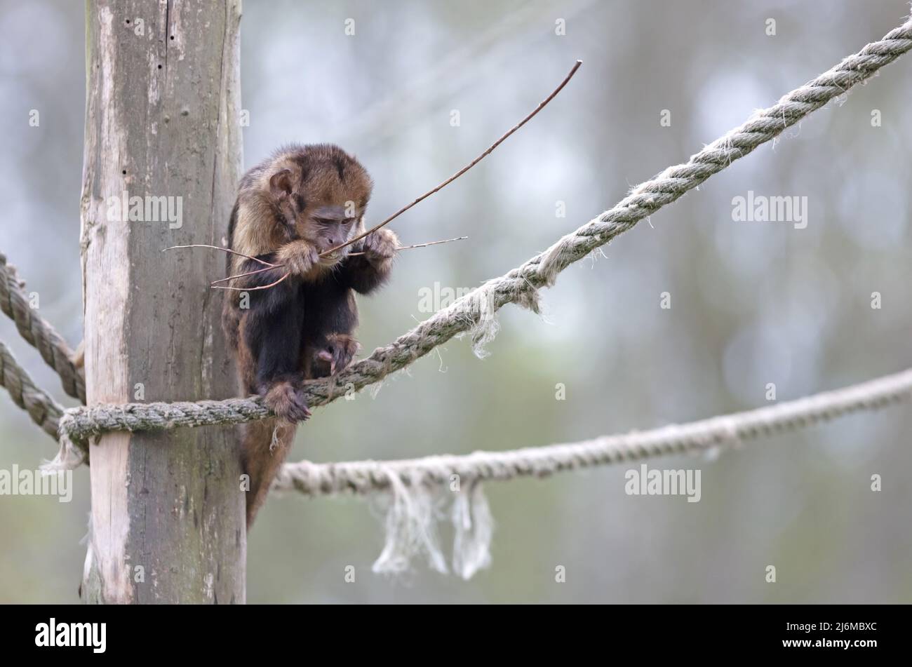 Golden bellid capuchin (Sapajus xanthosternos) eating a small stick ...
