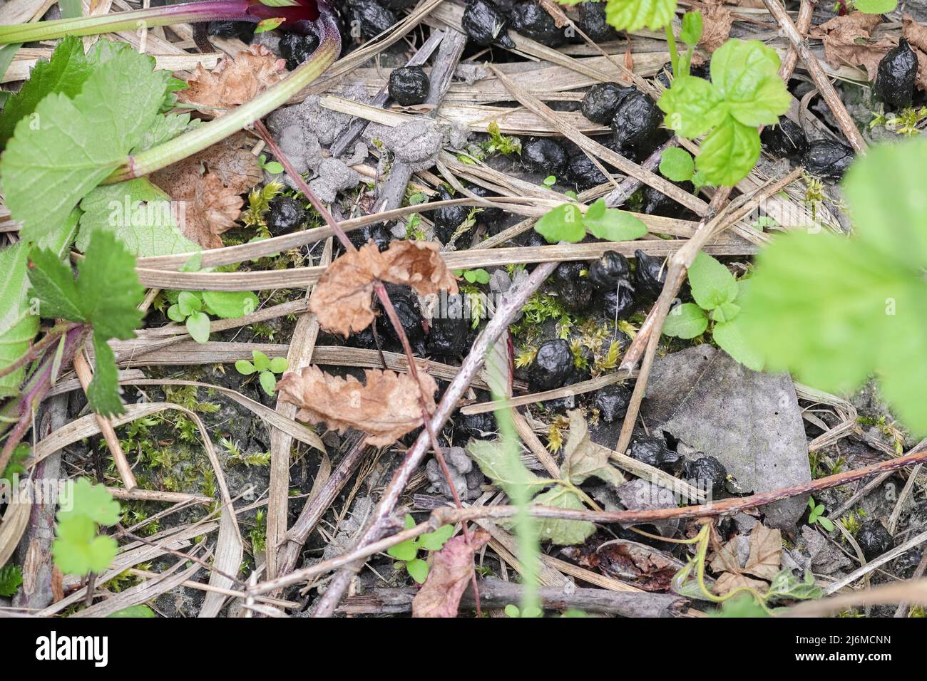 deer droppings trace track in nature footprint wild animal deer Stock ...