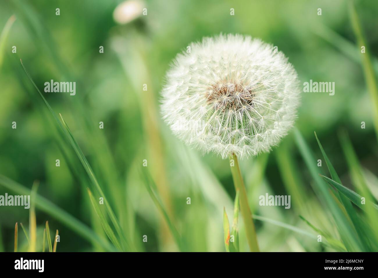 nice round white dandelion flower photo proxy Stock Photo - Alamy