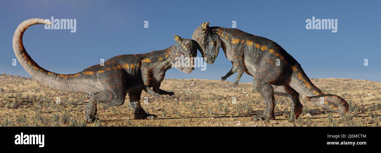 Pachycephalosaurus, dinosaurs head-butting each other in a savanna ...