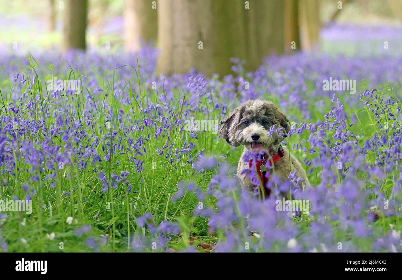 Cookie the cockapoo dog out for a walk in a bluebell wood near ...