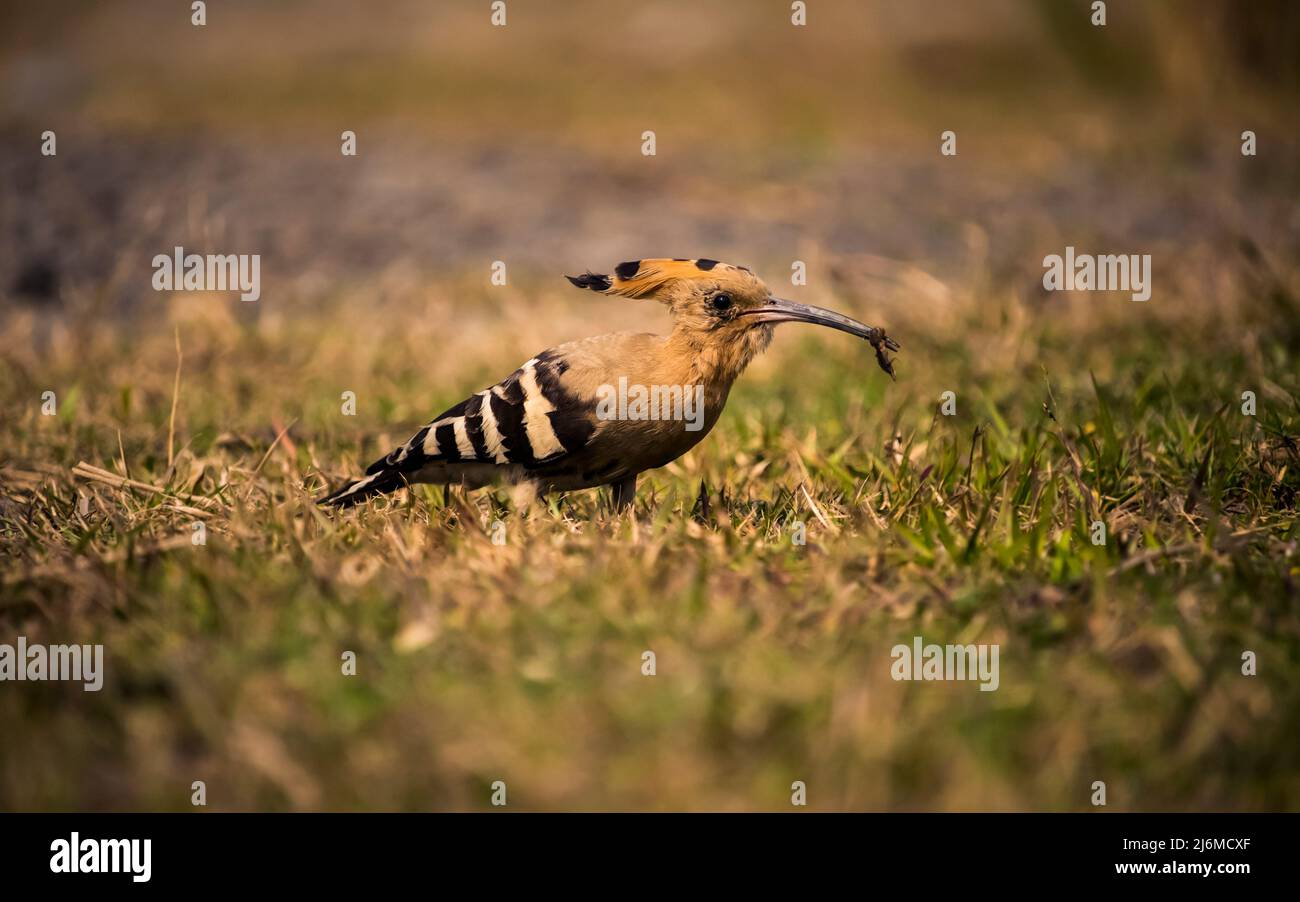 Common hoopoe or African hoopoe, Eurasian hoopoe, Madagascar, Saint ...