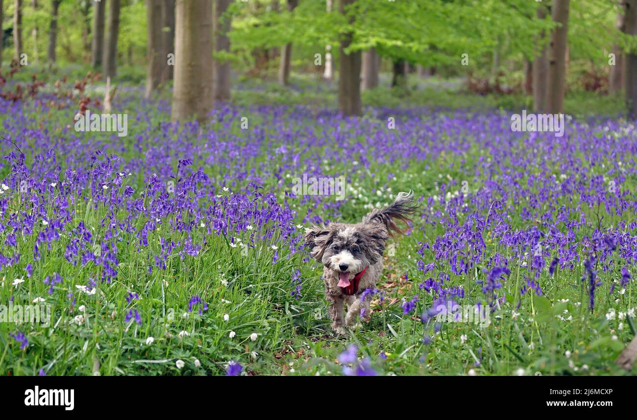 Cookie the cockapoo dog out for a walk in a bluebell wood near ...