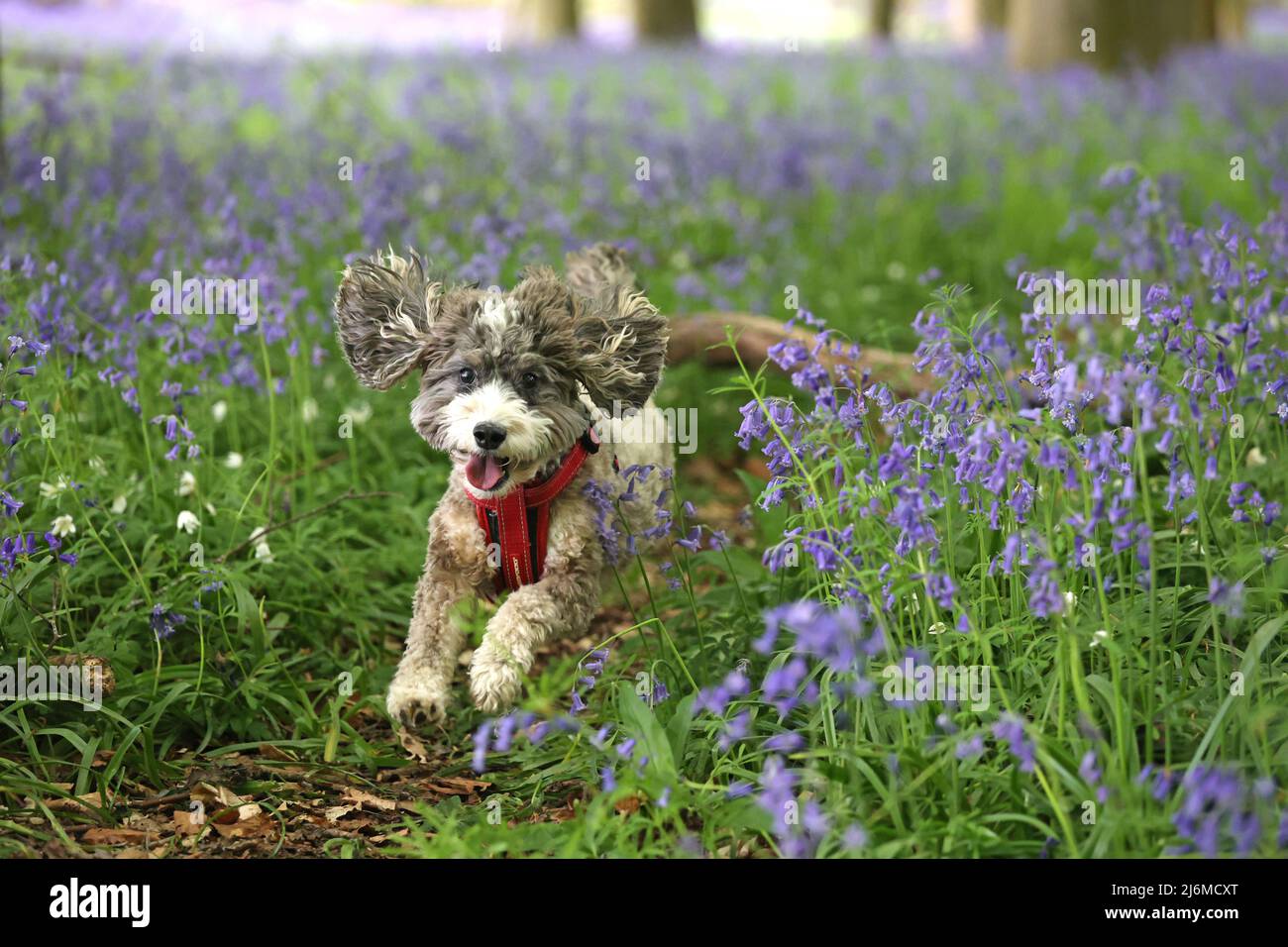 Cookie the cockapoo dog out for a walk in a bluebell wood near ...