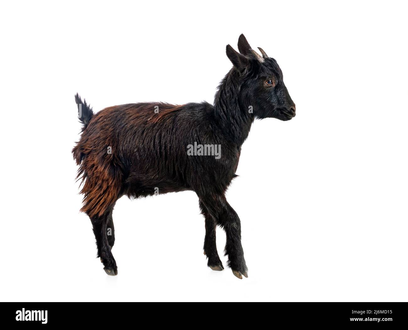 billy goat in front of white background Stock Photo - Alamy