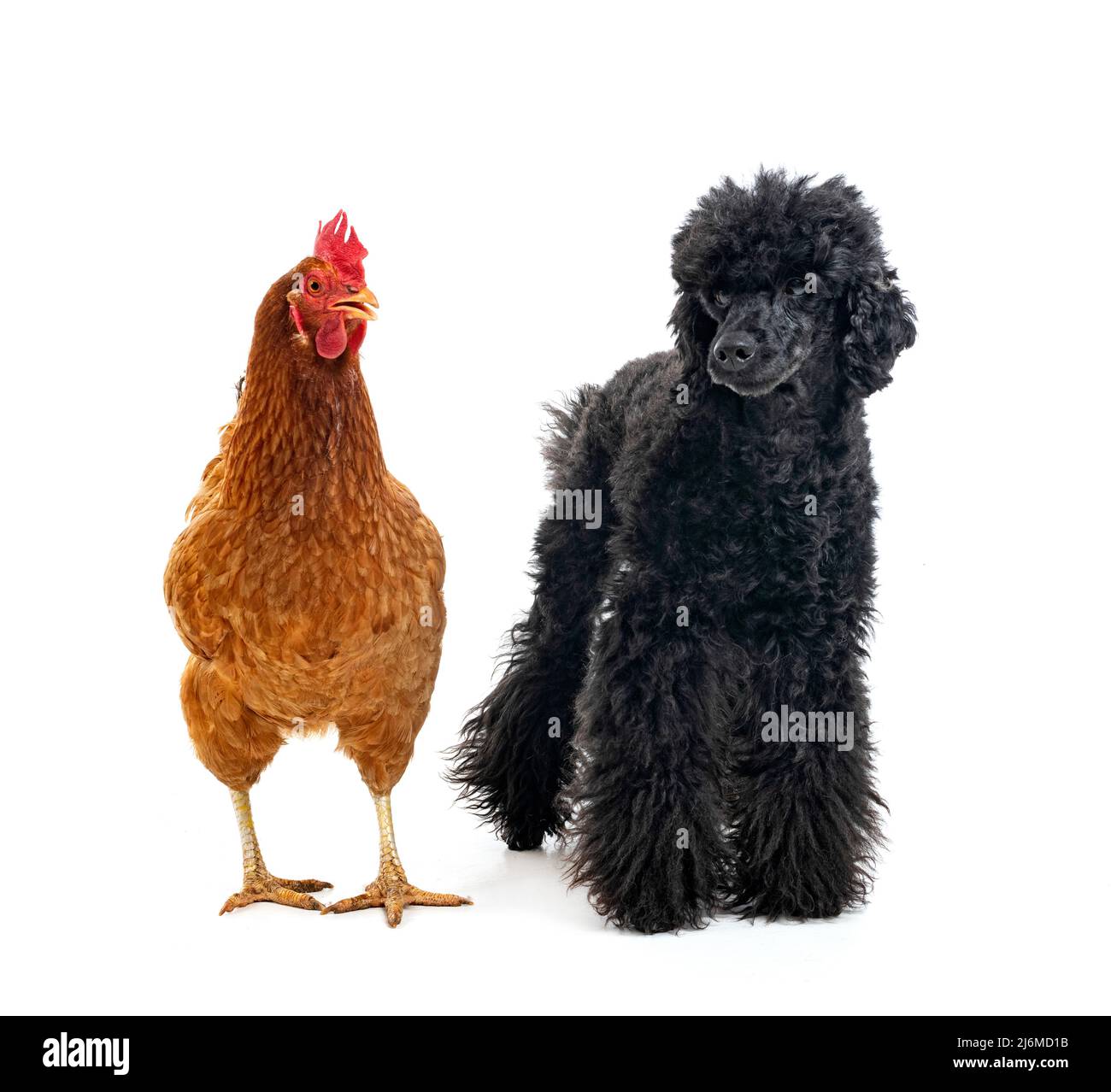 brown chicken and poodle in front of white background Stock Photo - Alamy