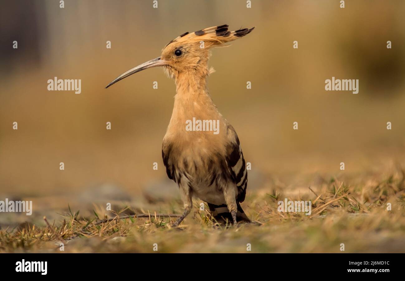 Common hoopoe or African hoopoe, Eurasian hoopoe, Madagascar, Saint ...