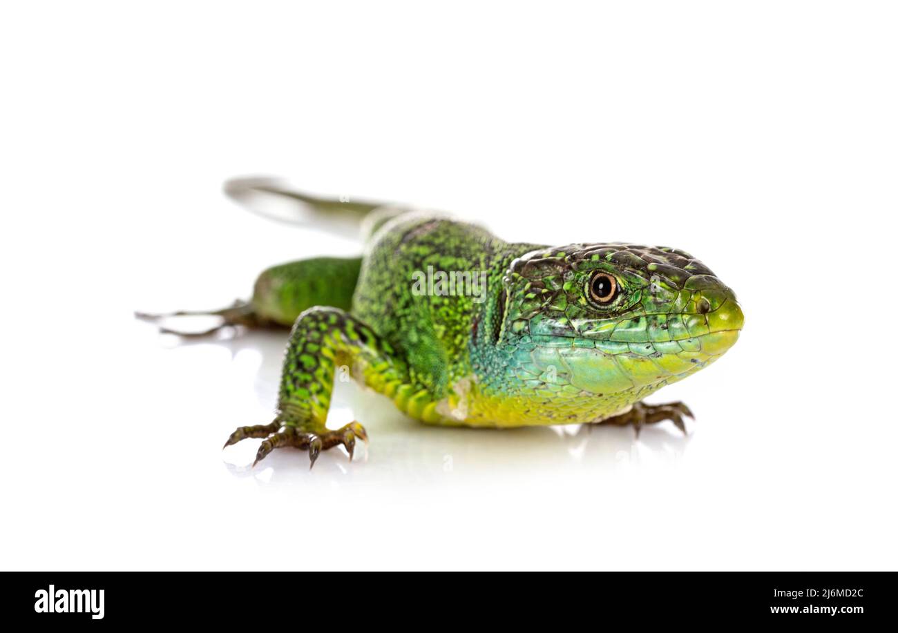 Western green lizard in front of white background Stock Photo - Alamy