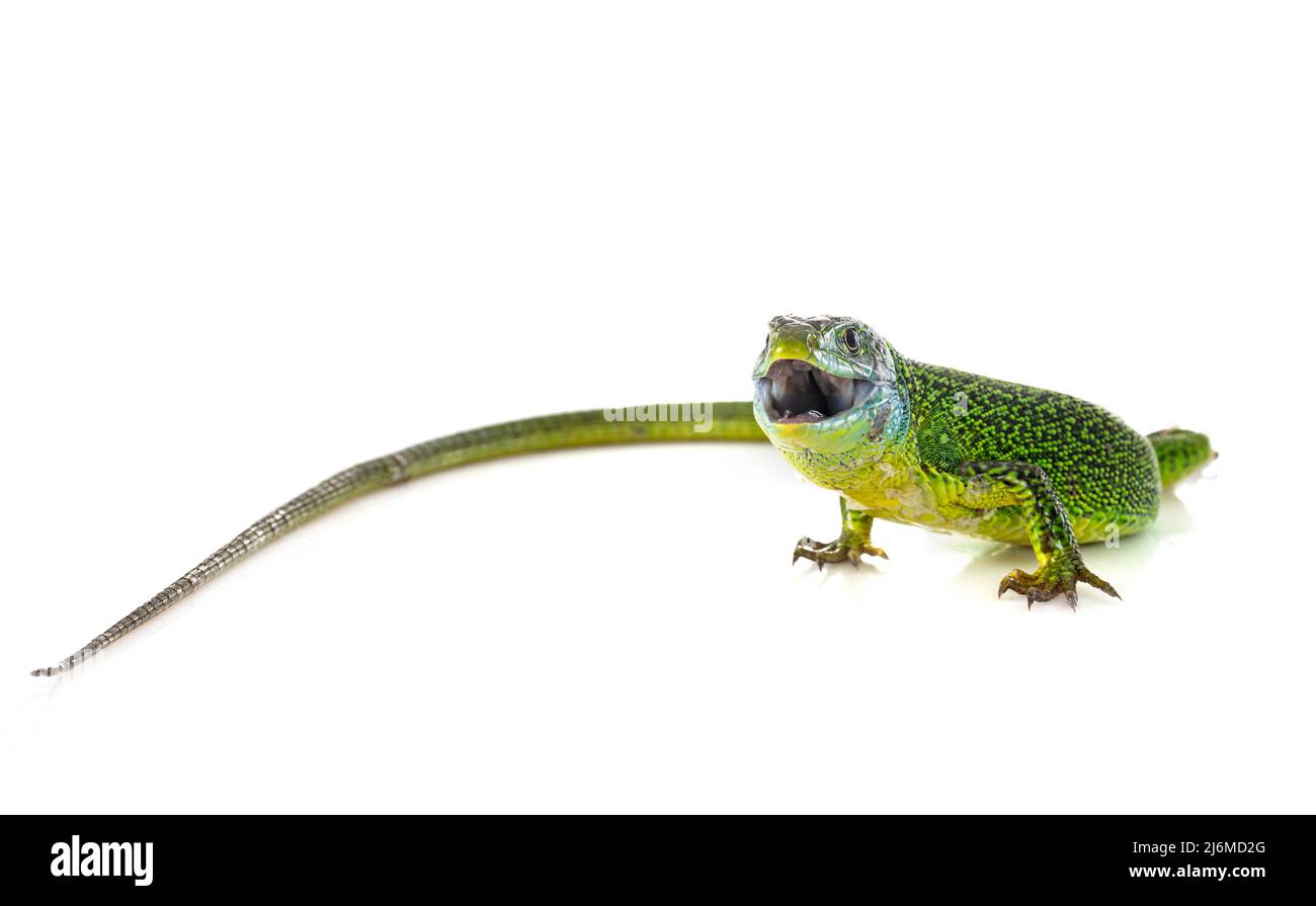 Western green lizard in front of white background Stock Photo - Alamy