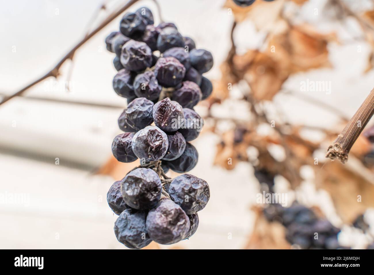 Lost harvest of blue grapes. Wrinkled withered grapes close up. A bunch ...