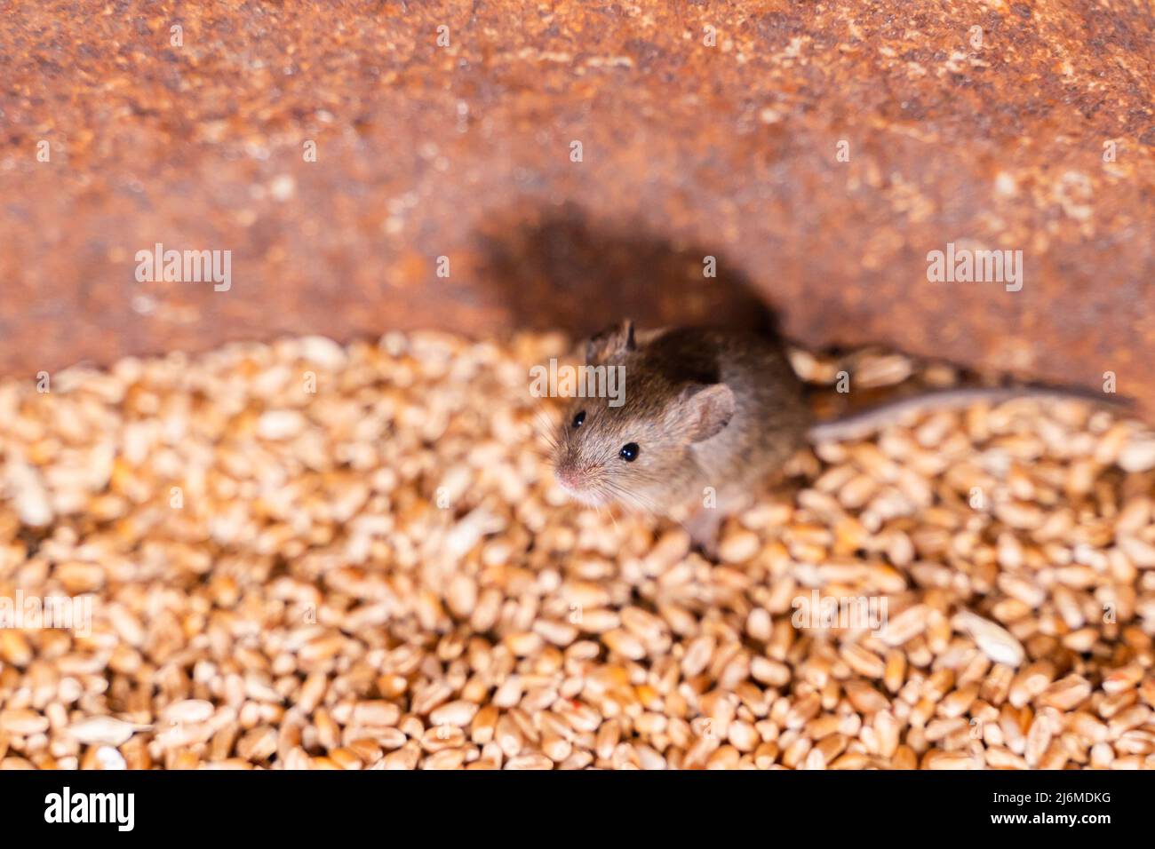 Grain inspection hi-res stock photography and images - Alamy