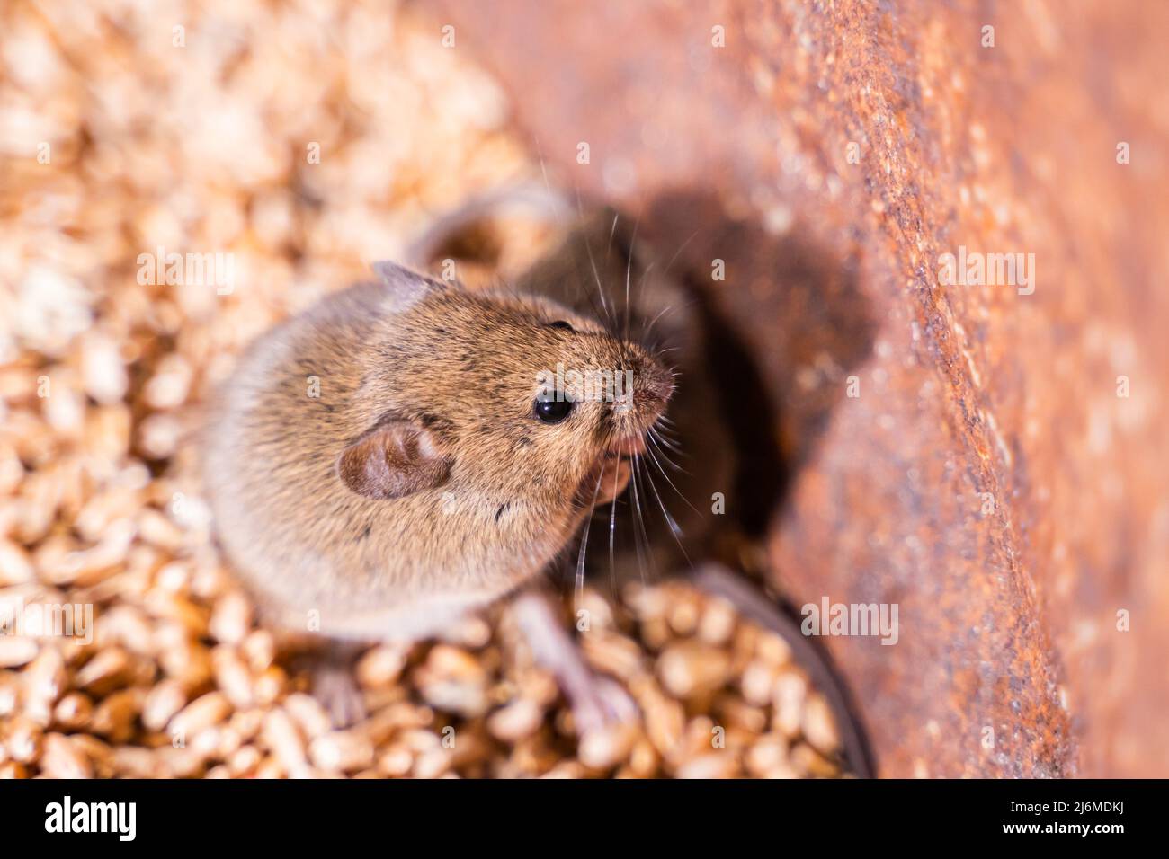 Small field mouse close-up in wheat storage Stock Photo - Alamy