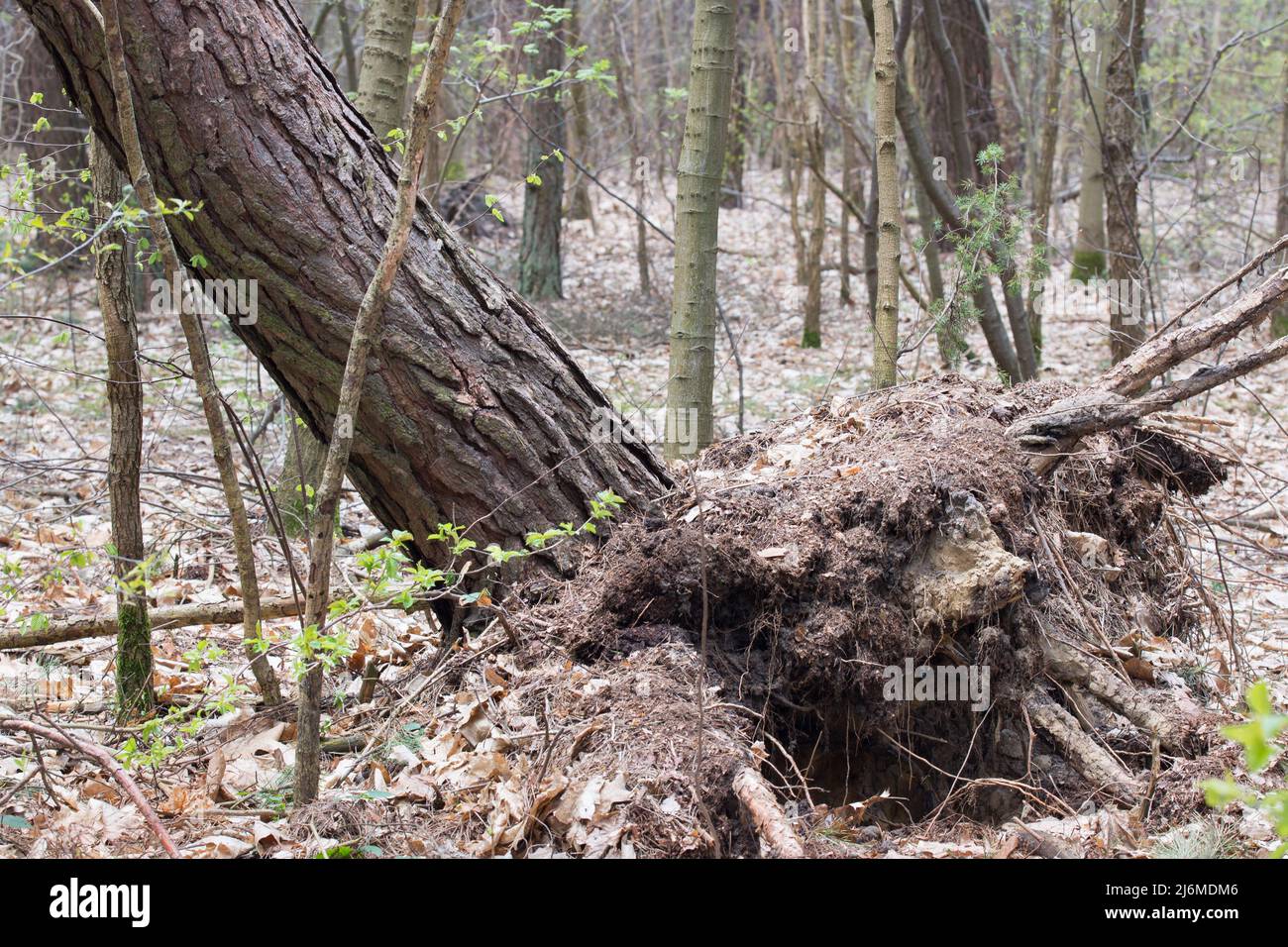 Fallen pine tree in forest hi-res stock photography and images - Alamy