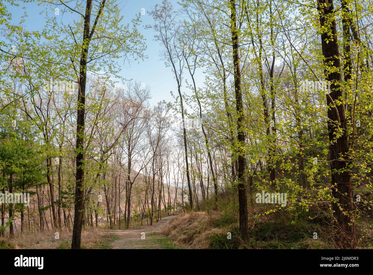 Green forest road at Sangdangsanseong Natural Recreational Forest in ...