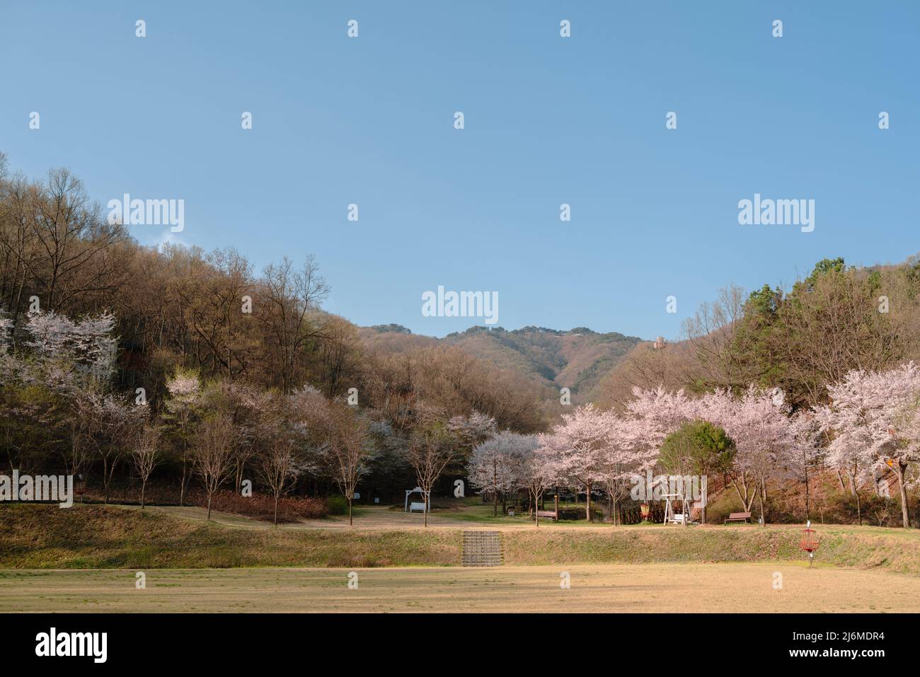 Cherry blossoms mountain at Sangdangsanseong Natural Recreational ...