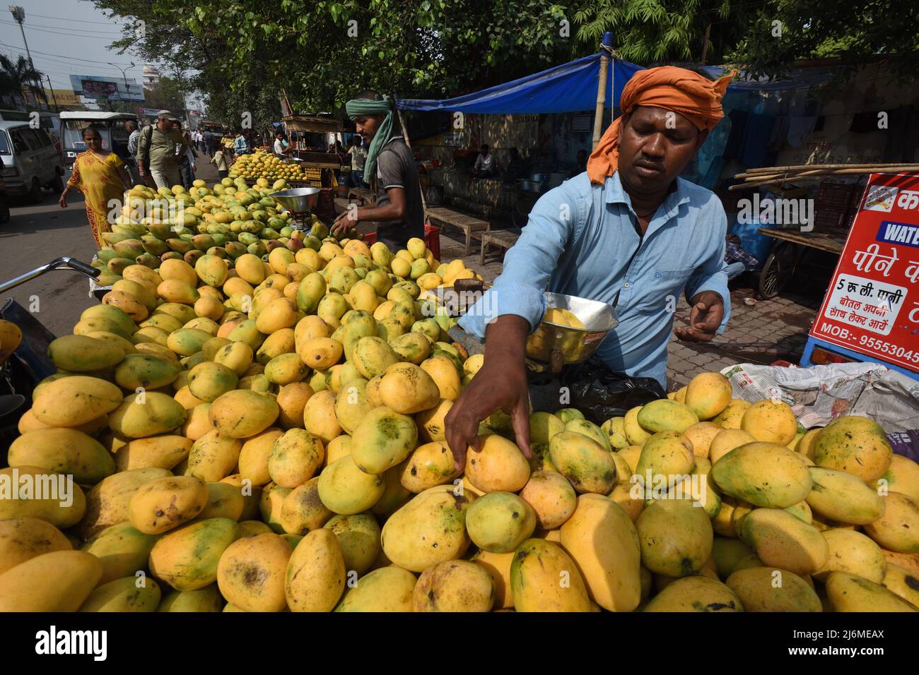 Mango vendor. Sarsaiya Ghat road. Civil Lines. Kanpur, Uttar Pradesh ...