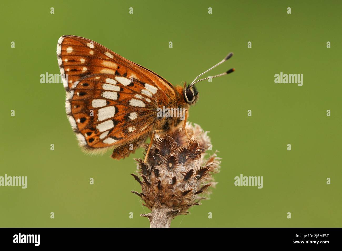A rare Duke of Burgundy Butterfly, Hamearis lucina, perching on a plant ...