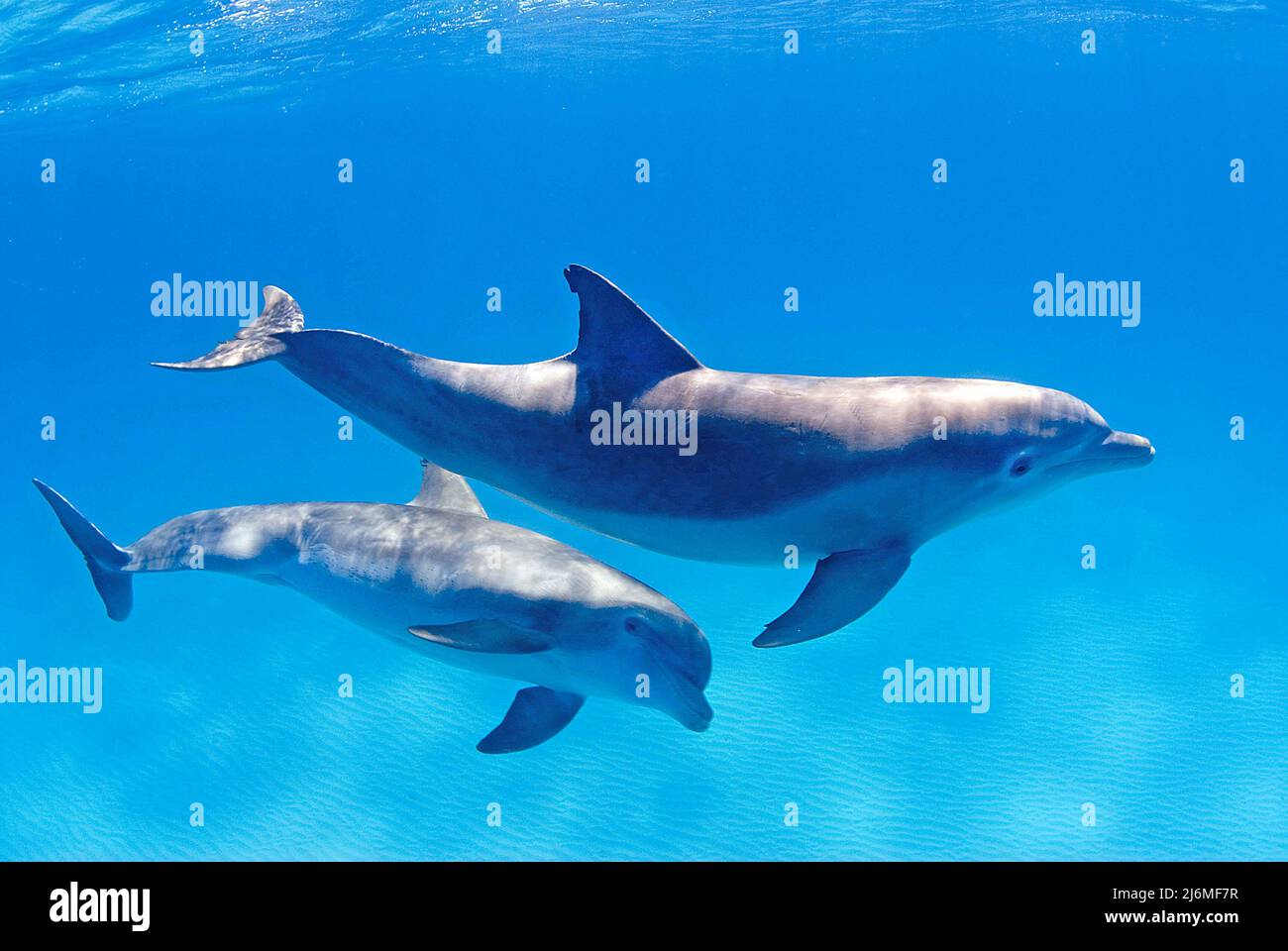 Bottlenose dolphin caribbean hi-res stock photography and images - Alamy